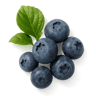 Perfumes with Blueberry Note - Niche & Designer Decants | Scento