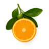 Perfumes with Mandarin Orange Note - Niche & Designer Decants | Scento