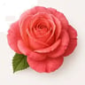 Perfumes with May Rose Note - Niche & Designer Decants | Scento